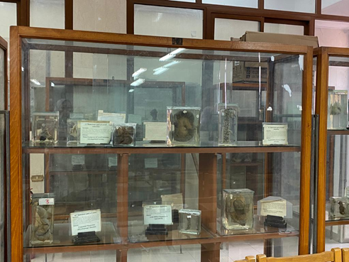 The Pathology Museum